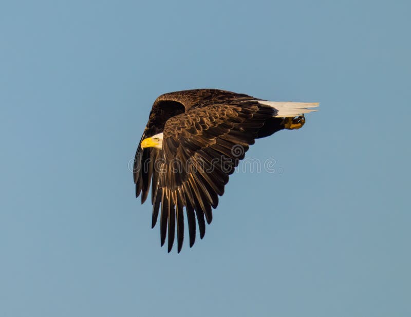 Eagle is Soaring in the Sky, Wings Outstretched, Against a Backdrop of ...