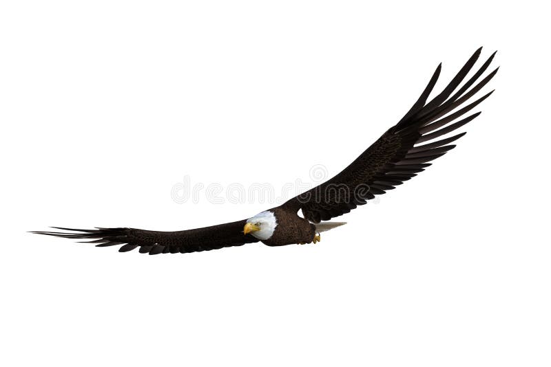 Eagle Soaring stock illustration. Illustration of bird - 1342261
