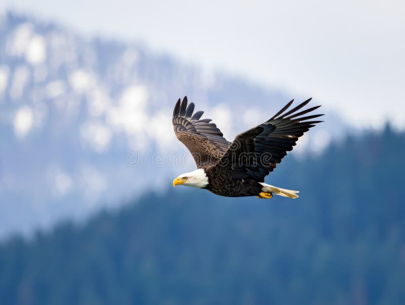 Bald Eagle Soaring Gracefully Over Forested Mountains Under Cloudy Sky ...