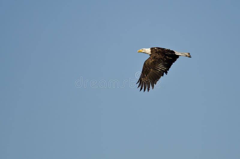 Bald Eagle Soaring High in a Clear Blue Sky Stock Image - Image of ...
