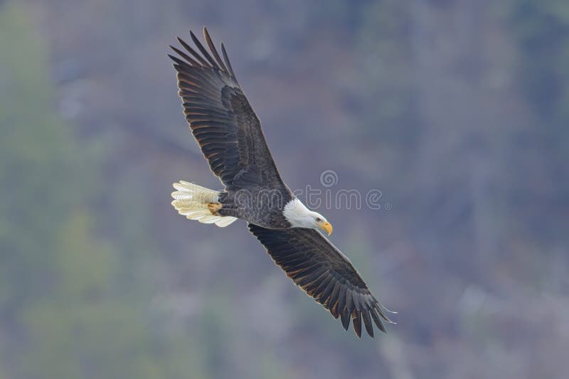 Bald Eagle Soaring Low in the Sky Stock Photo - Image of strong, flight ...