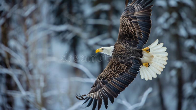 Bald Eagle Soaring, a Majestic Bald Eagle Soaring Majestically through ...