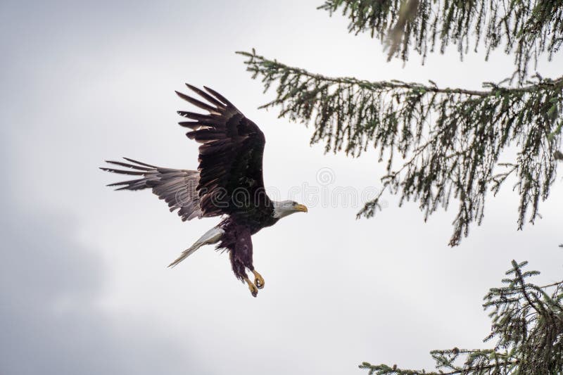 Bald Eagle Soaring Sky Wings Spread Wide Open Stock Photos - Free ...