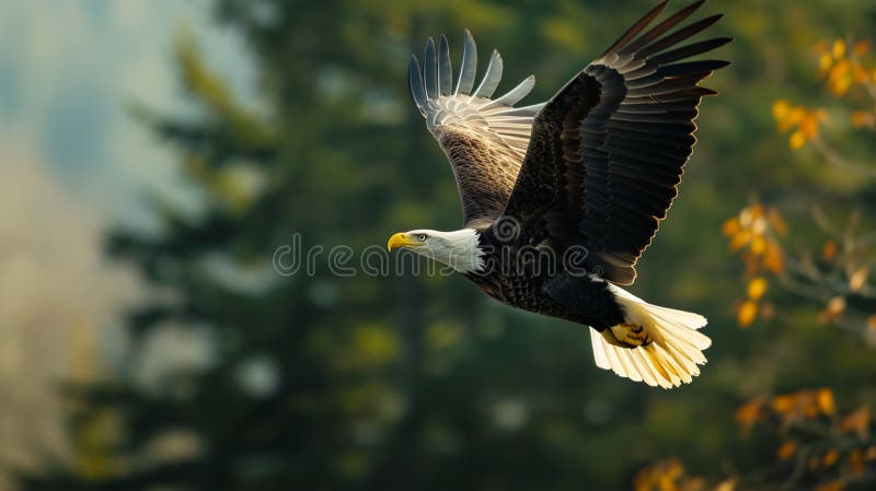 Bald Eagle Soaring Over, Bald Eagle Landing Swoop Attack. AI Generative ...