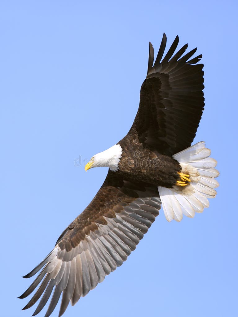 8,859 Soaring Eagle Stock Photos - Free & Royalty-Free Stock Photos ...