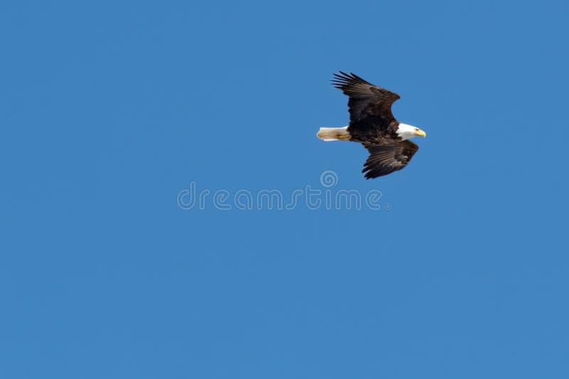 250 Bald Eagle Soaring Sky Outstretched Wings Stock Photos - Free & Royalty-Free Stock Photos ...