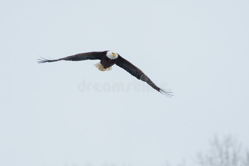 Bald Eagle Soaring through the Sky, Showing Its Majestic Wingspan while ...