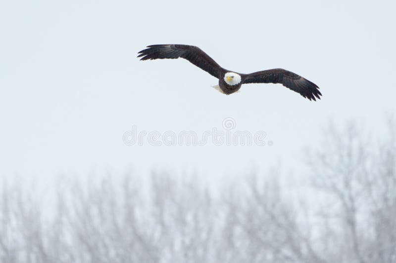 Bald Eagle Soaring through the Sky, Showing Its Majestic Wingspan while Gliding through the Air ...