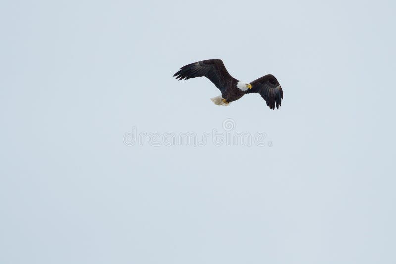Bald Eagle Soaring through the Sky, Showing Its Majestic Wingspan while Gliding through the Air ...