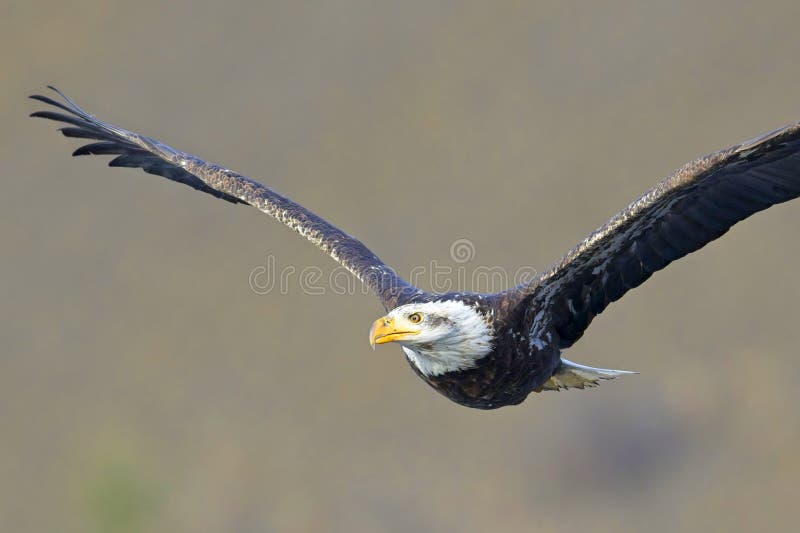 Bald Eagle Soars Low in the Air Stock Image - Image of leucocephalus ...