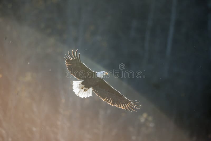 Bald Eagle Shadow Stock Photos - Free & Royalty-Free Stock Photos from ...