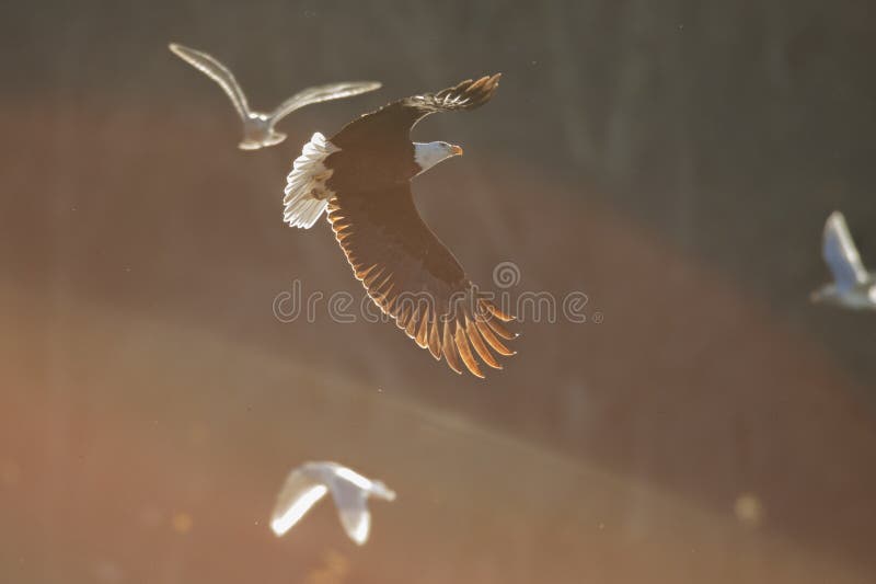Bald Eagle in Soft light stock image. Image of wildlife - 62653493