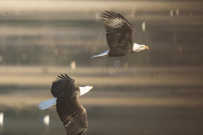Bald Eagle Shadow Stock Photos - Free & Royalty-Free Stock Photos from ...
