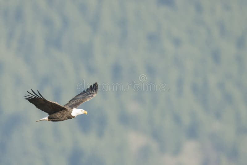 131 Bald Eagle Shadow Stock Photos - Free & Royalty-Free Stock Photos ...