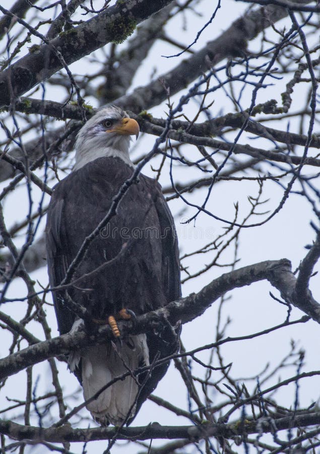 Bald Eagle, Squamish British Columbia Stock Image - Image of outdoors ...