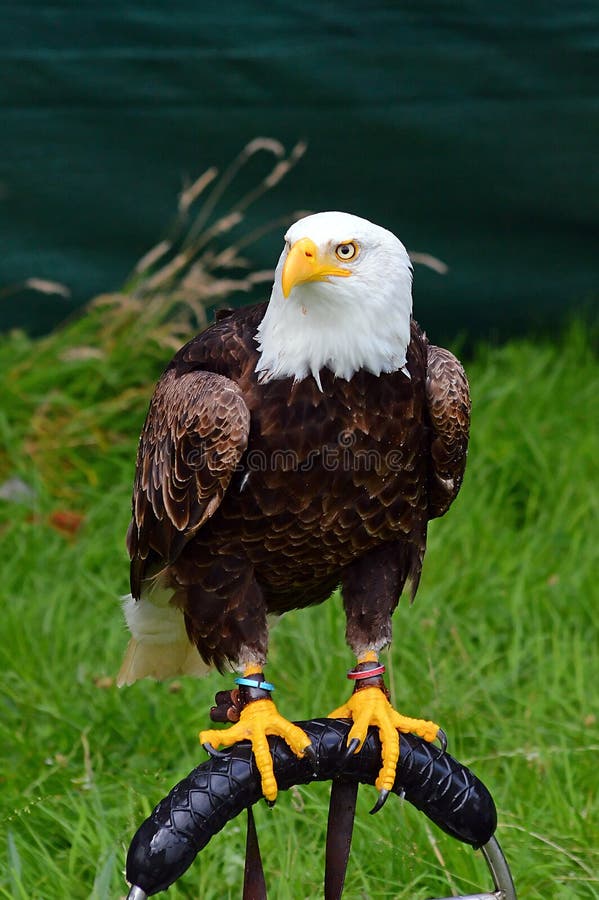 Bald Eagle Side on Portrait Stock Image - Image of viewer, colourful ...