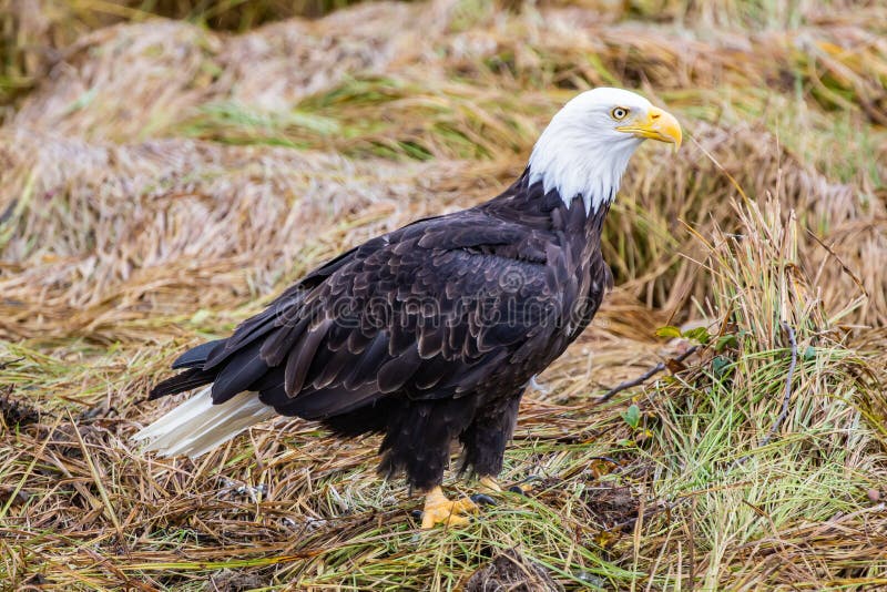 A Bald Eagle Standing in the Grass, Looking into the Distance Stock ...