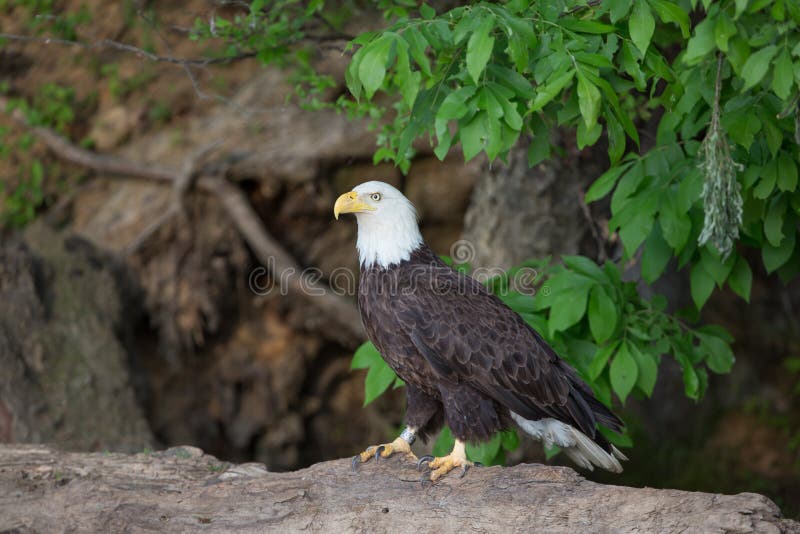 Bald Eagle standing on log stock photo. Image of eagle - 54313324