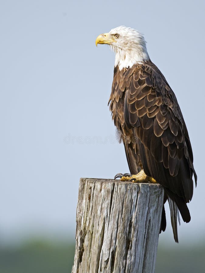 Bald Eagle stock image. Image of beak, piling, standing - 73019137