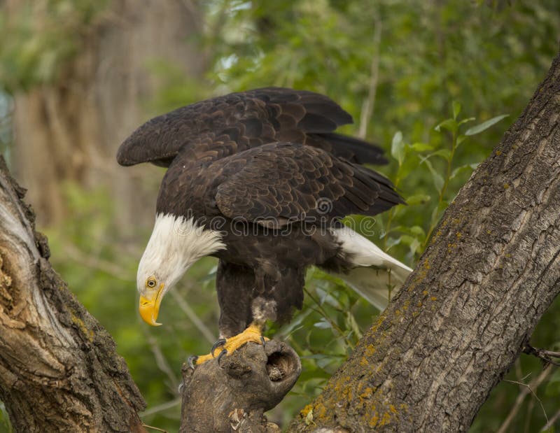 Bald Bark Eagle Stock Photos - Free & Royalty-Free Stock Photos from ...
