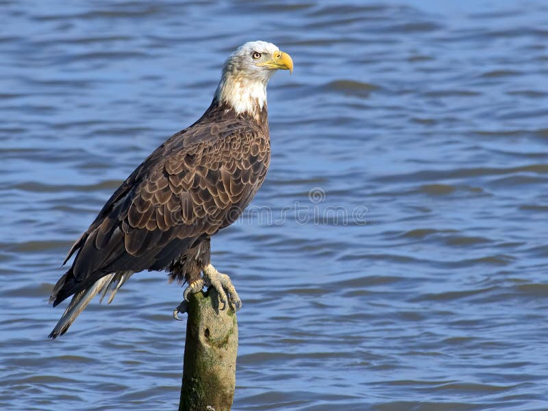Bald Eagle stock photo. Image of yellow, wildlife, water - 72603914
