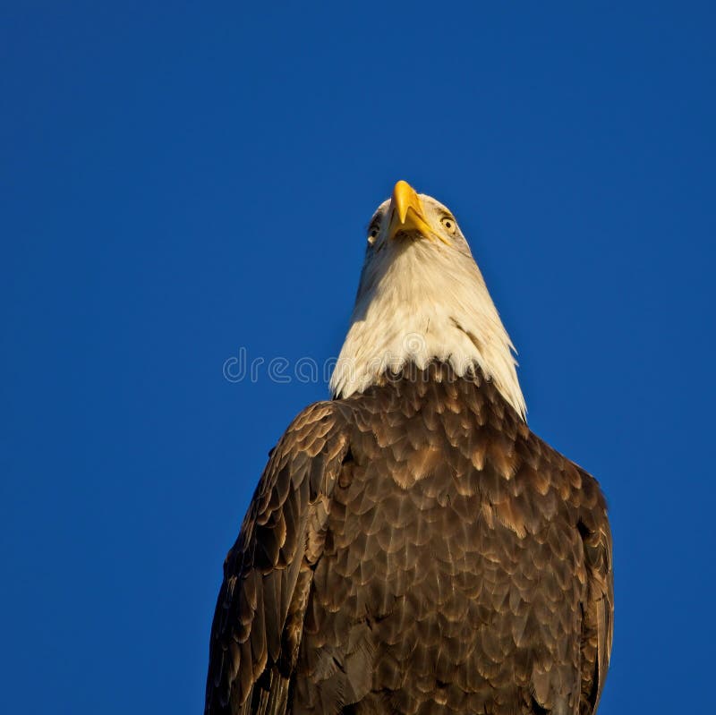 134 Bald Eagle Flying Camera Stock Photos - Free & Royalty-Free Stock ...
