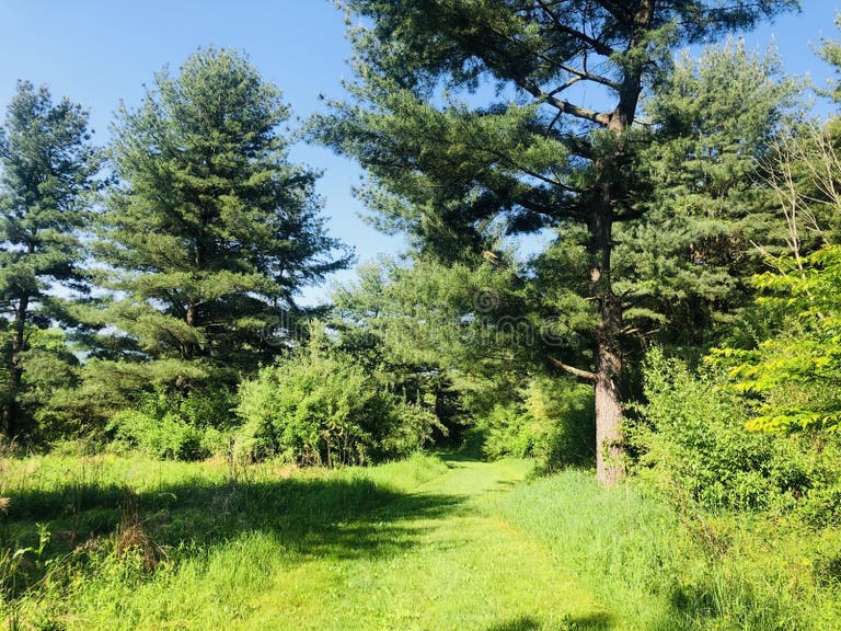 133 Penn State Cat Logo Stock Photos - Free & Royalty-Free Stock Photos ...