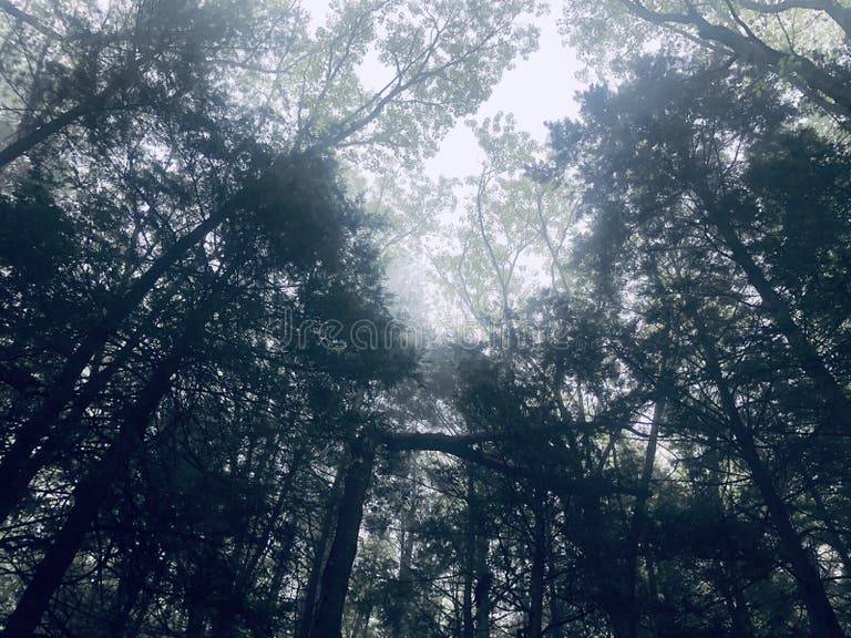 133 Penn State Cat Logo Stock Photos - Free & Royalty-Free Stock Photos ...