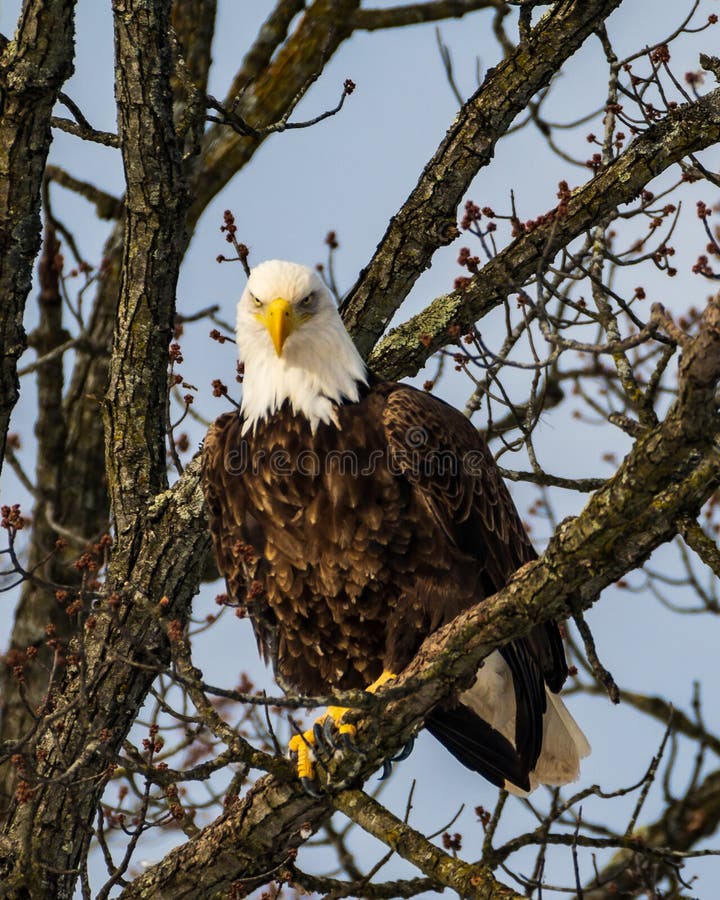 Bald Eagle Perched in Tree stock image. Image of serious - 239180859