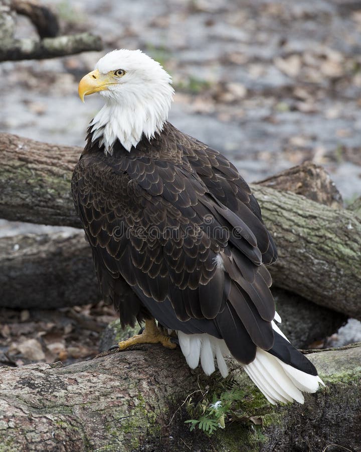 Bald Eagle Stock Photos. Bald Eagle Bird Perched. Bald Eagle Picture ...