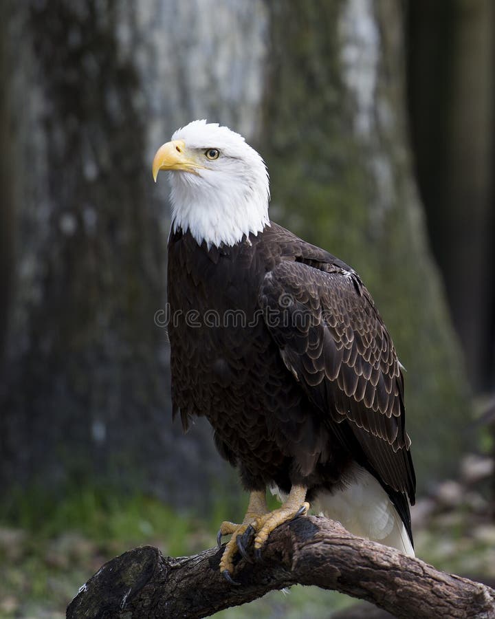 Bald Eagle Stock Photos. Bald Eagle Bird Perched. Image. Picture ... Bald Eagle Stock Photos. Bald Eagle Bird Perched. Image. Picture ...