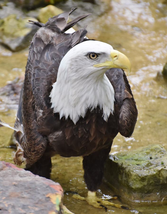 Bald Eagle in a Stream stock photo. Image of prey, american - 318696328