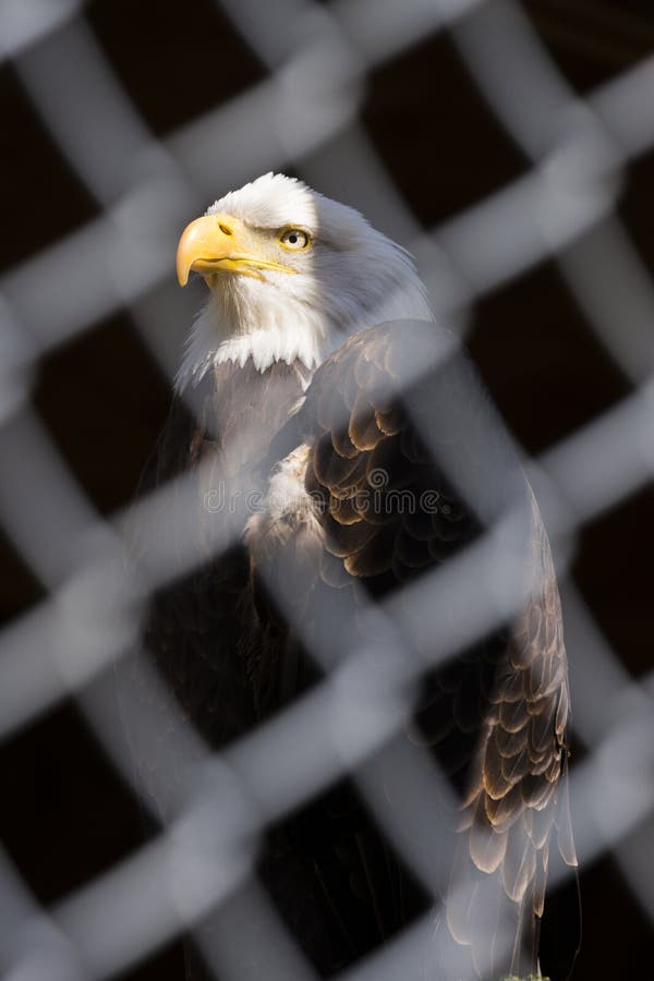 Bald Eagle Shadow Stock Photos - Free & Royalty-Free Stock Photos from ...