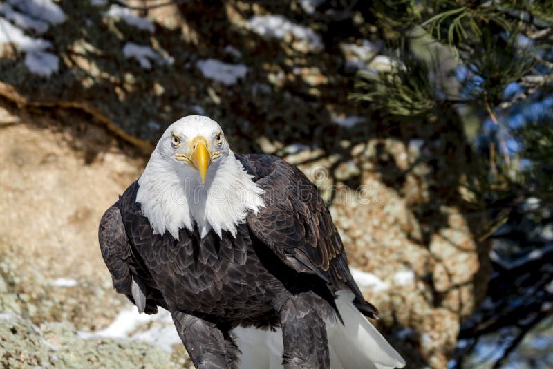 Bald Eagle on Sunny Winter Day Stock Image - Image of beak, powerful ...