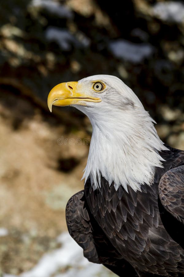 Bald Eagle on Sunny Winter Day Stock Photo - Image of prey, cold: 63025756