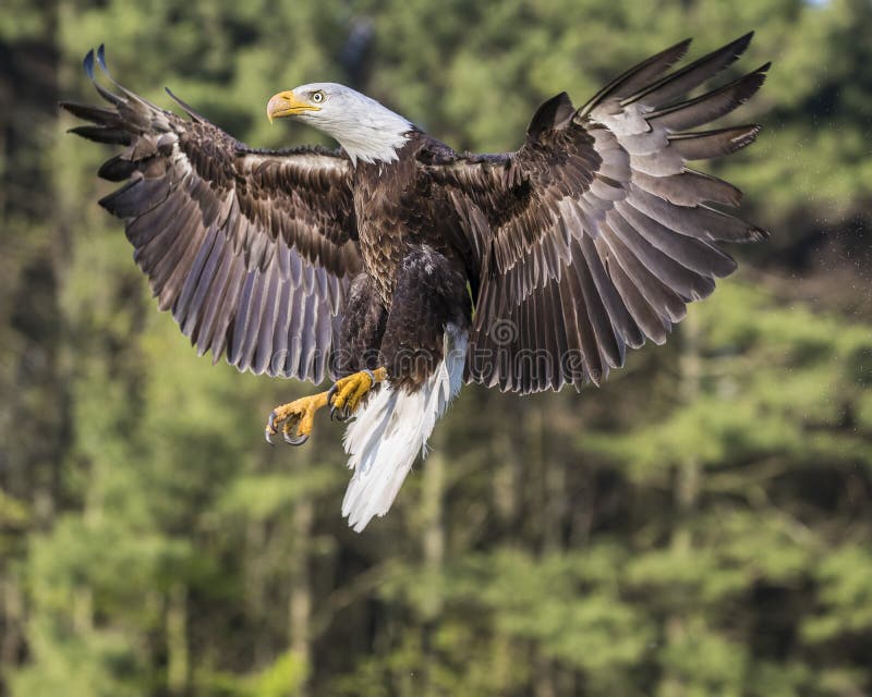 Bald Eagle Suspended N in Mid Air Stock Photo - Image of flight ...