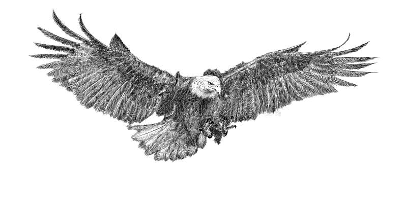 Bald Eagle Swoop Attack Hand Draw Doodle Sketch Monochrome on White ...