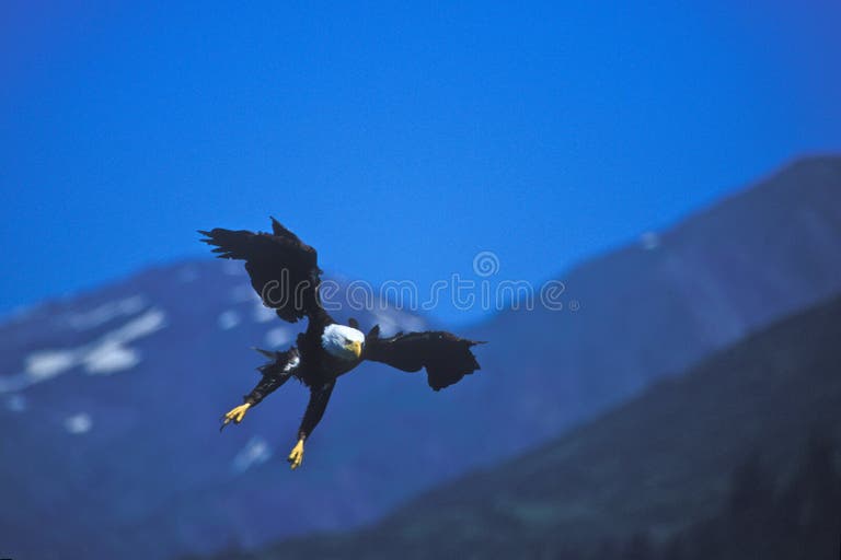 Bald Eagle Swooping in stock image. Image of iconic, outside - 17899241