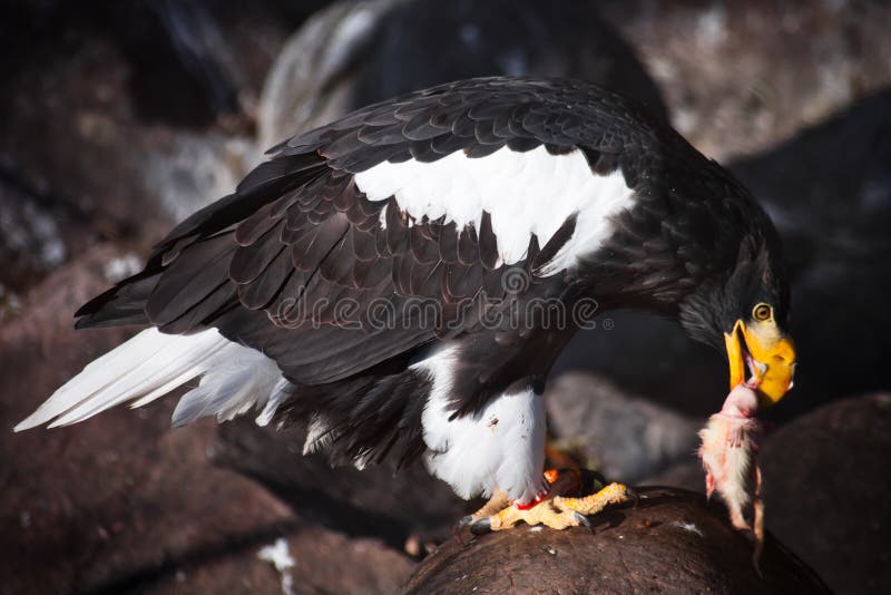 American Bald Eagle Eats A Rat Stock Image - Image of bird, outdoors ...