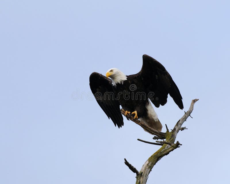 131 Bald Eagle Take Off Stock Photos - Free & Royalty-Free Stock Photos ...