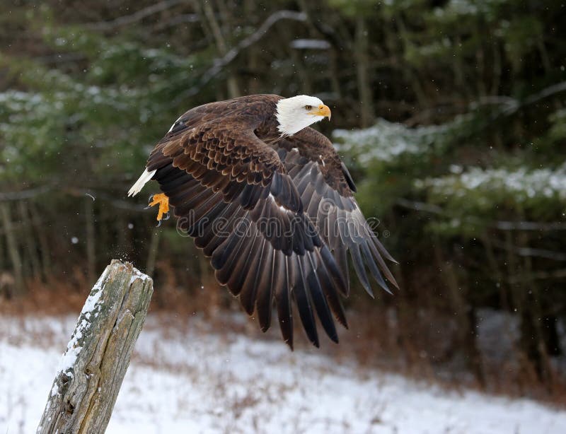 Bald Eagle Take-off stock image. Image of post, predator - 37093243