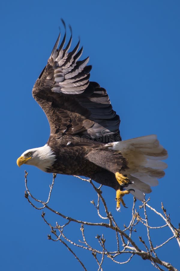 Bald Eagle taking flight stock image. Image of bald - 237867605