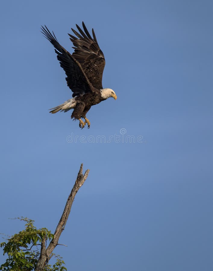 Bald Eagle taking flight stock photo. Image of clear - 56511632