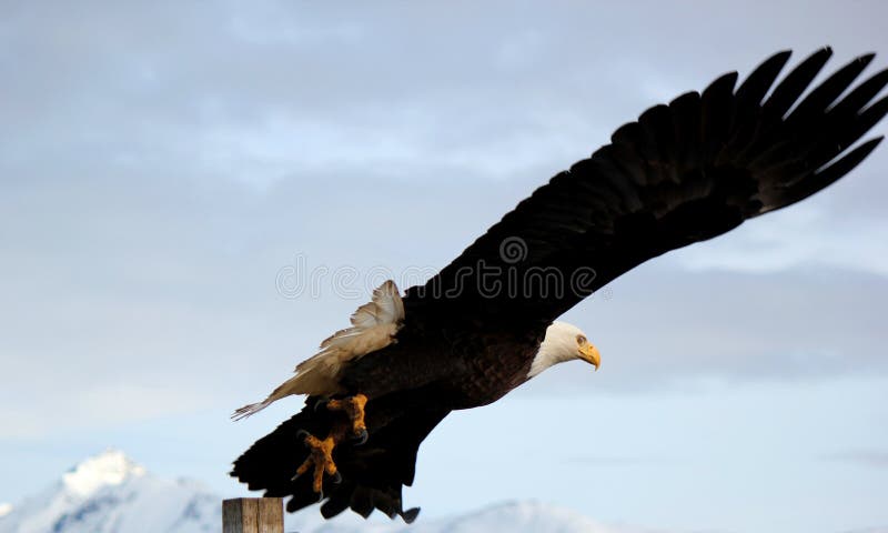 Bald Eagle Taking Flight in Homer Alaska Stock Photo - Image of ...