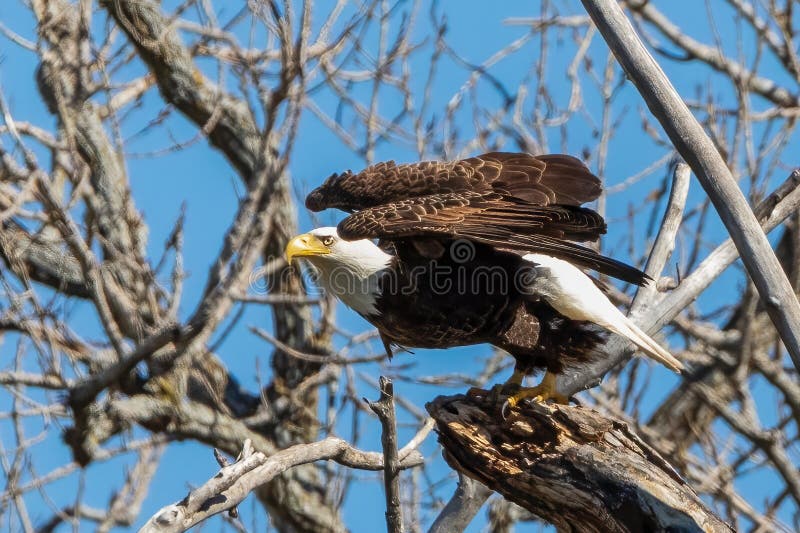 Bald eagle taking flight stock image. Image of tree - 310038609