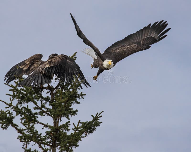 Bald Eagle Leaving is Friend Behind N the Tree Stock Image - Image of ...