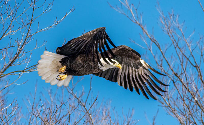 Bald Eagle Taking Flight in Spring Stock Image - Image of flight ...