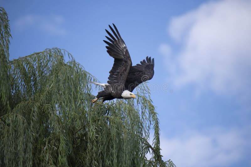 Bald Eagle Taking Flight from a Tree Stock Image - Image of american ...