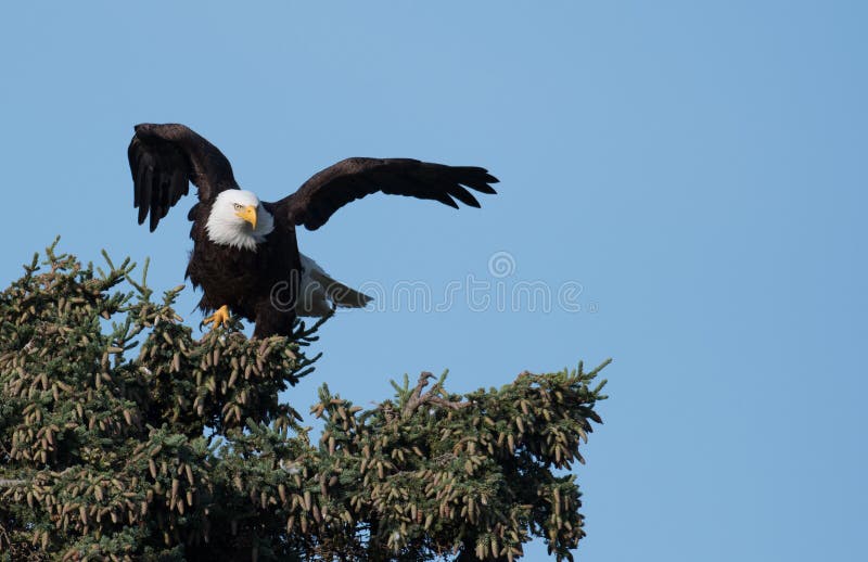 Bald Eagle Taking Flight from a Tree Stock Photo - Image of flight ...