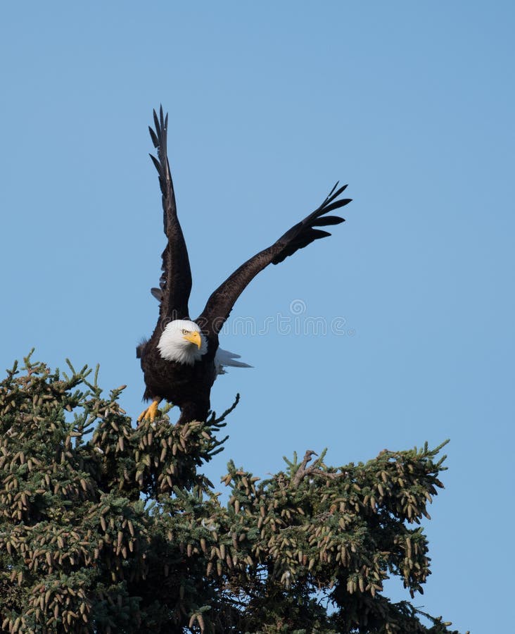 Bald Eagle Taking Flight from a Tree Stock Image - Image of ...